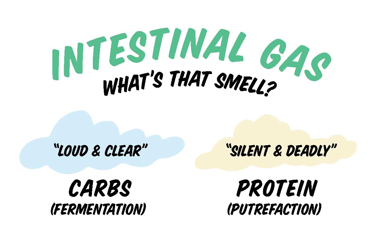 What Intestinal Gas Can Tell You About Your Digestion – Wholistic ...
